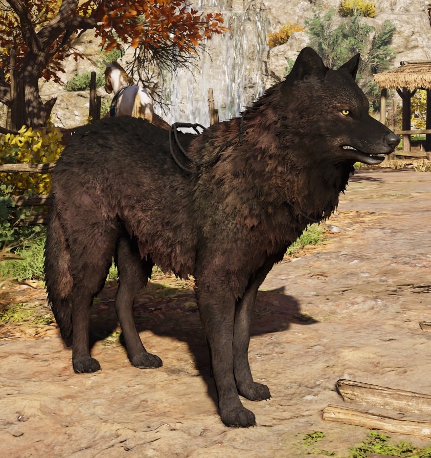 AC Valhalla Black Raven Packs Overview (March 2) - VULKK.com